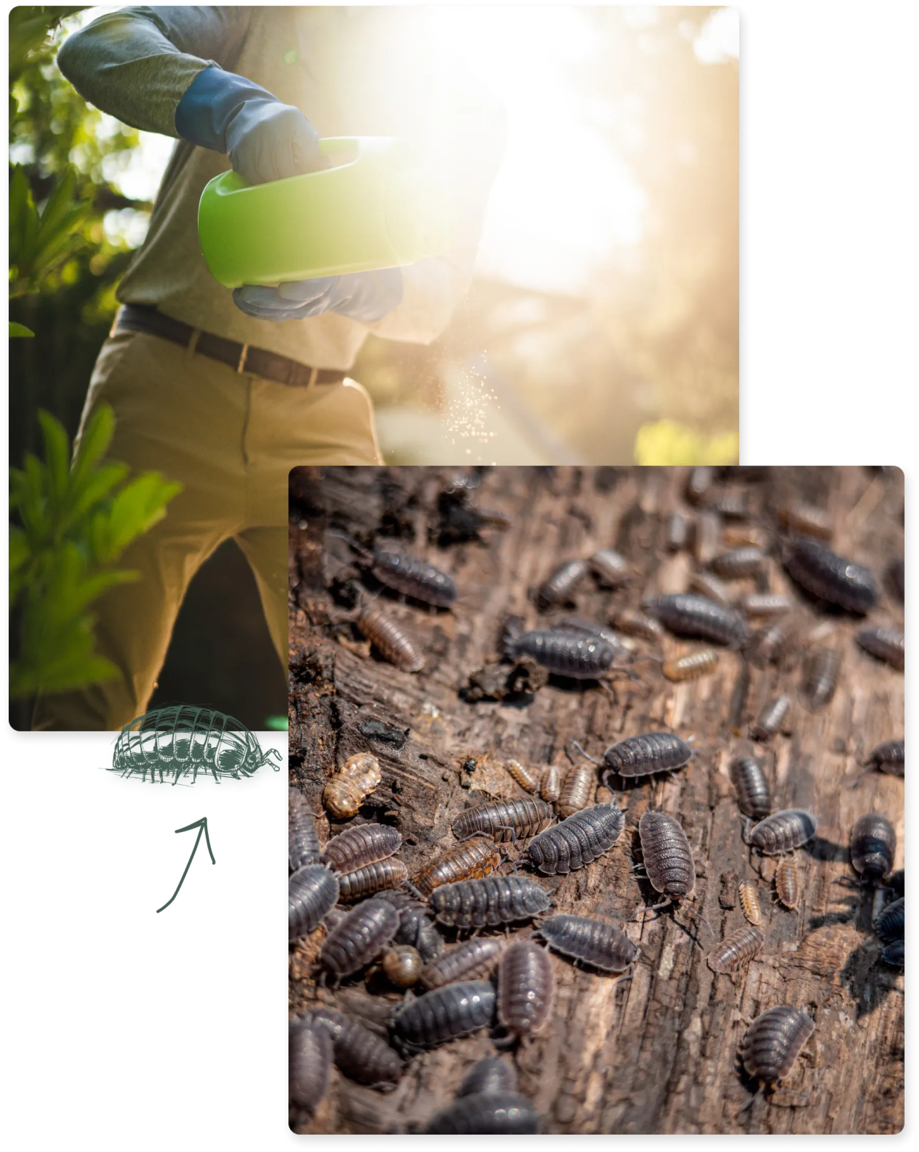 Pill Bug Pest Library | Greenix Pest Control