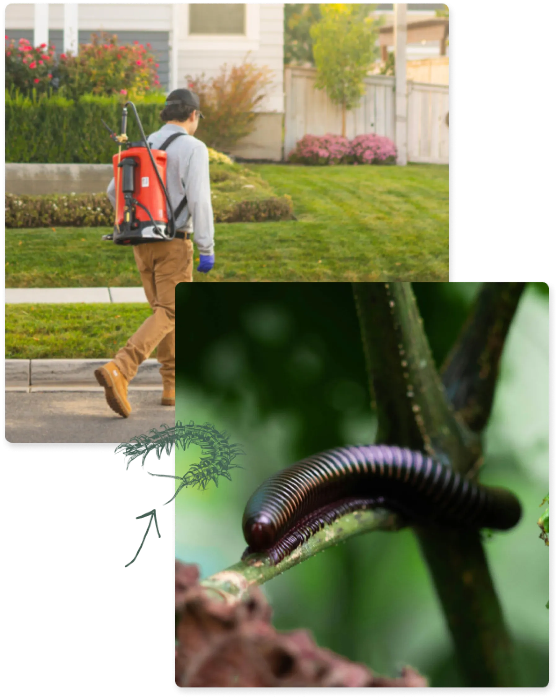 Millipedes | Pest Library | Greenix Pest Control