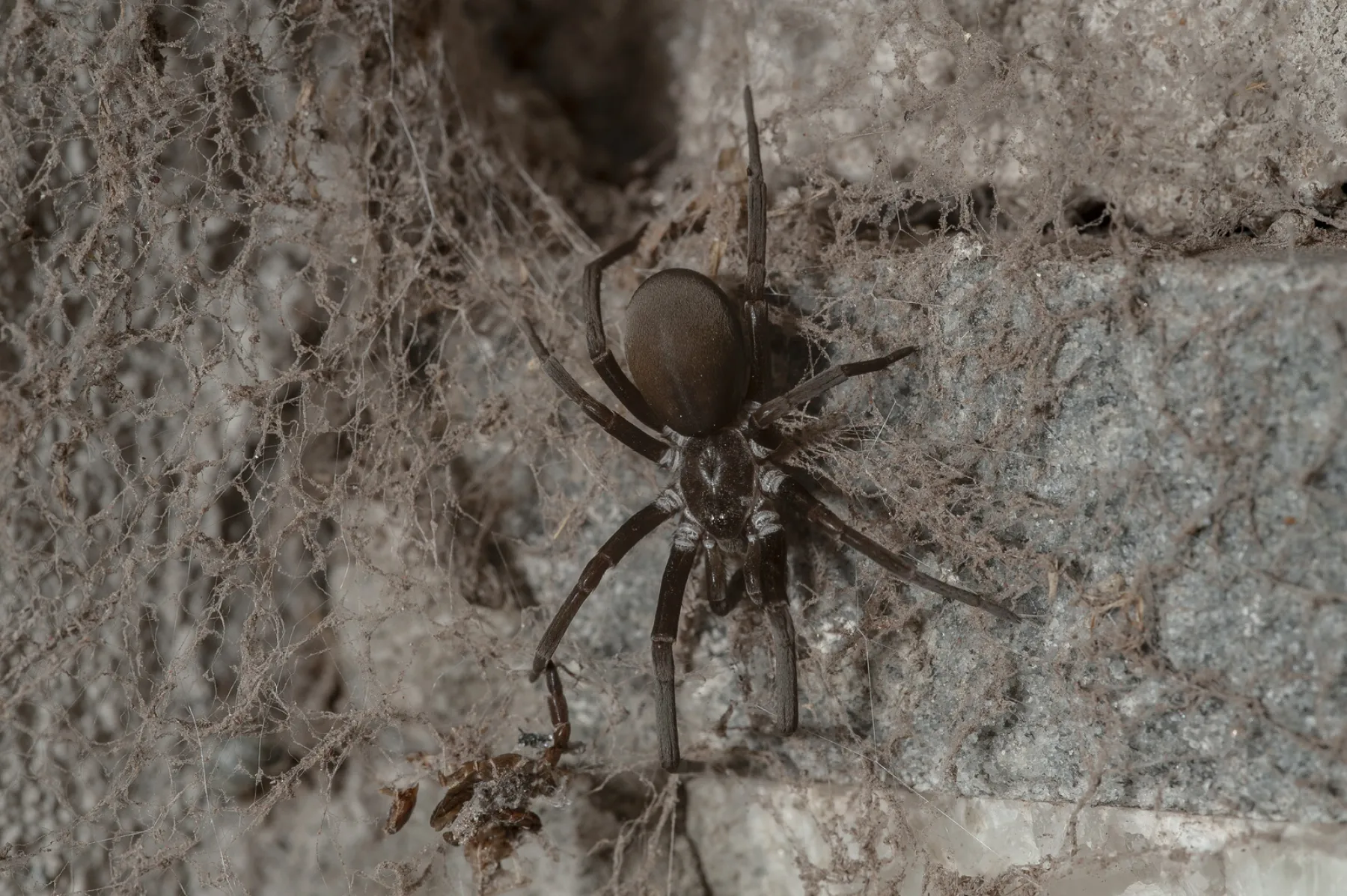 Southern House Spider | Pest Library | Kingfish Pest Control