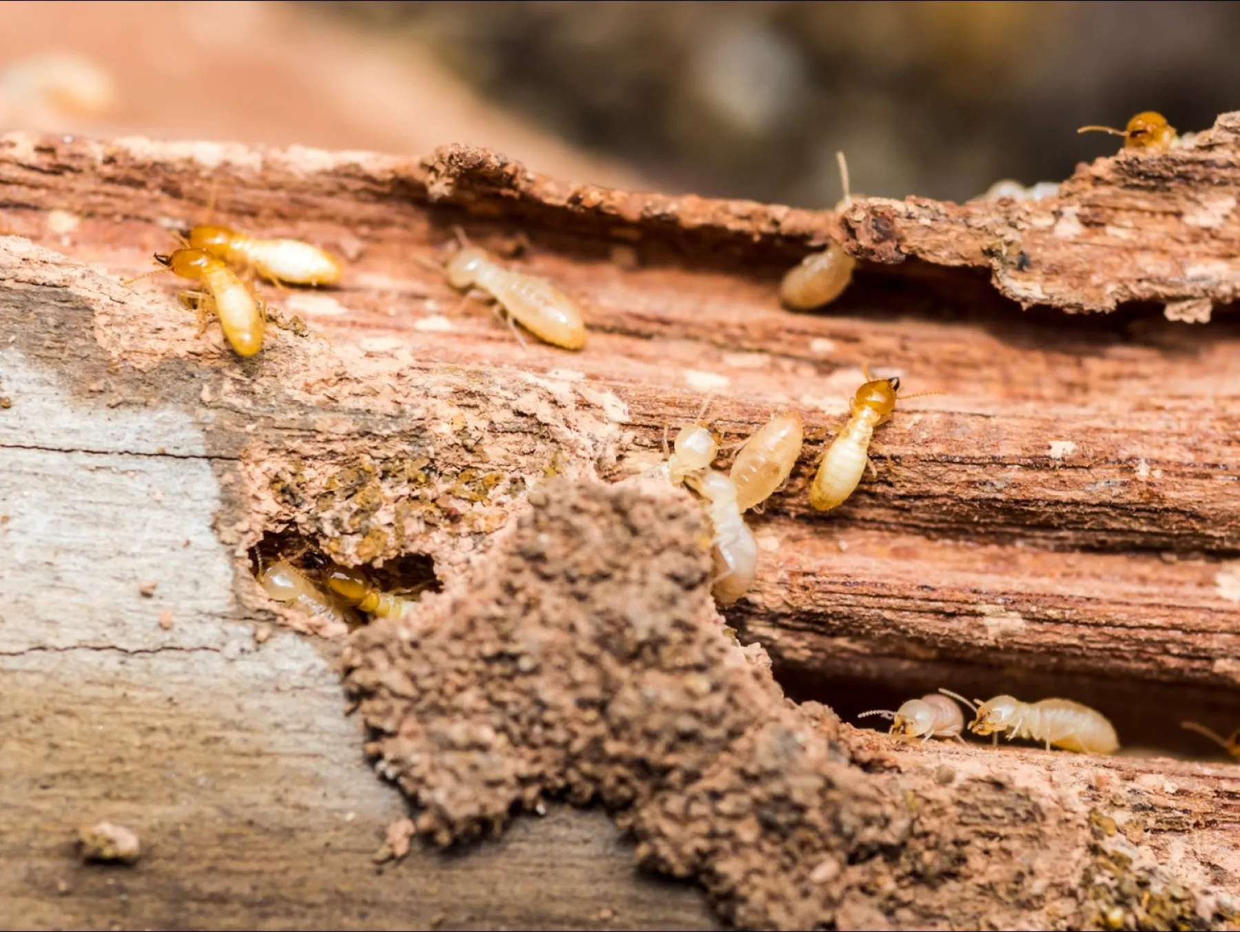 Pest Services | Home Inspections | Kingfish Pest Control