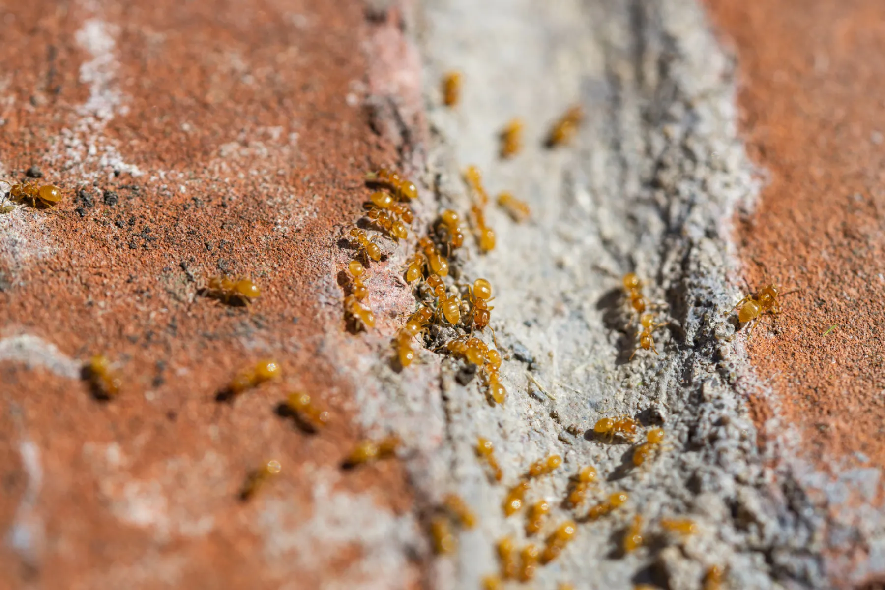 Citronella Ant | Pest Library | Kingfish Pest Control