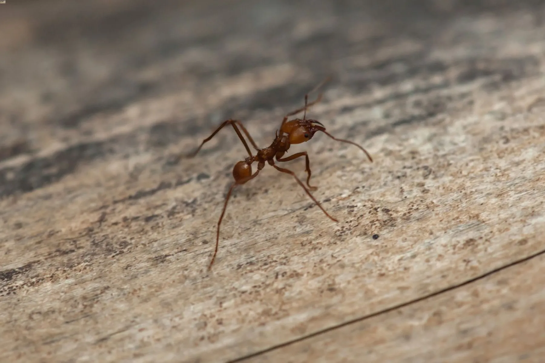 Argentine Ant | Pest Library | Kingfish Pest Control