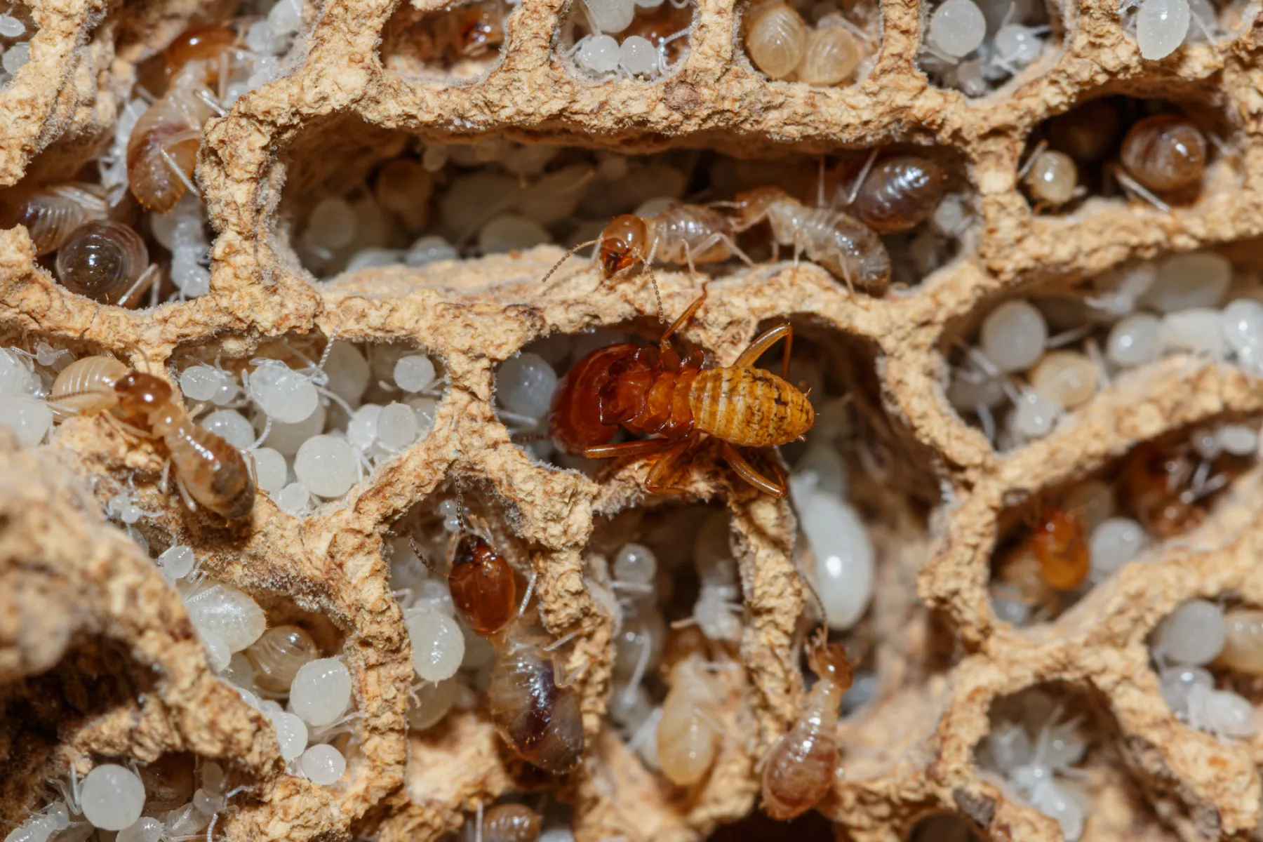 Subterranean Termite | Pest Library | Kingfish Pest Control
