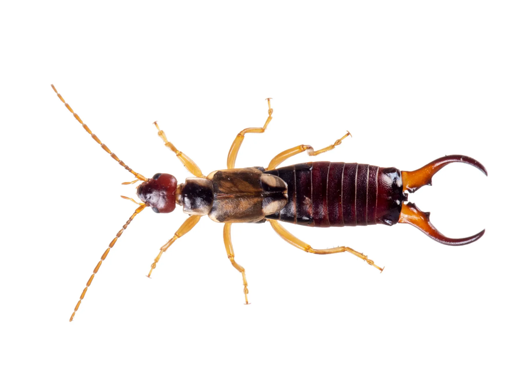 Earwig | Pest Library | Kingfish Pest Control