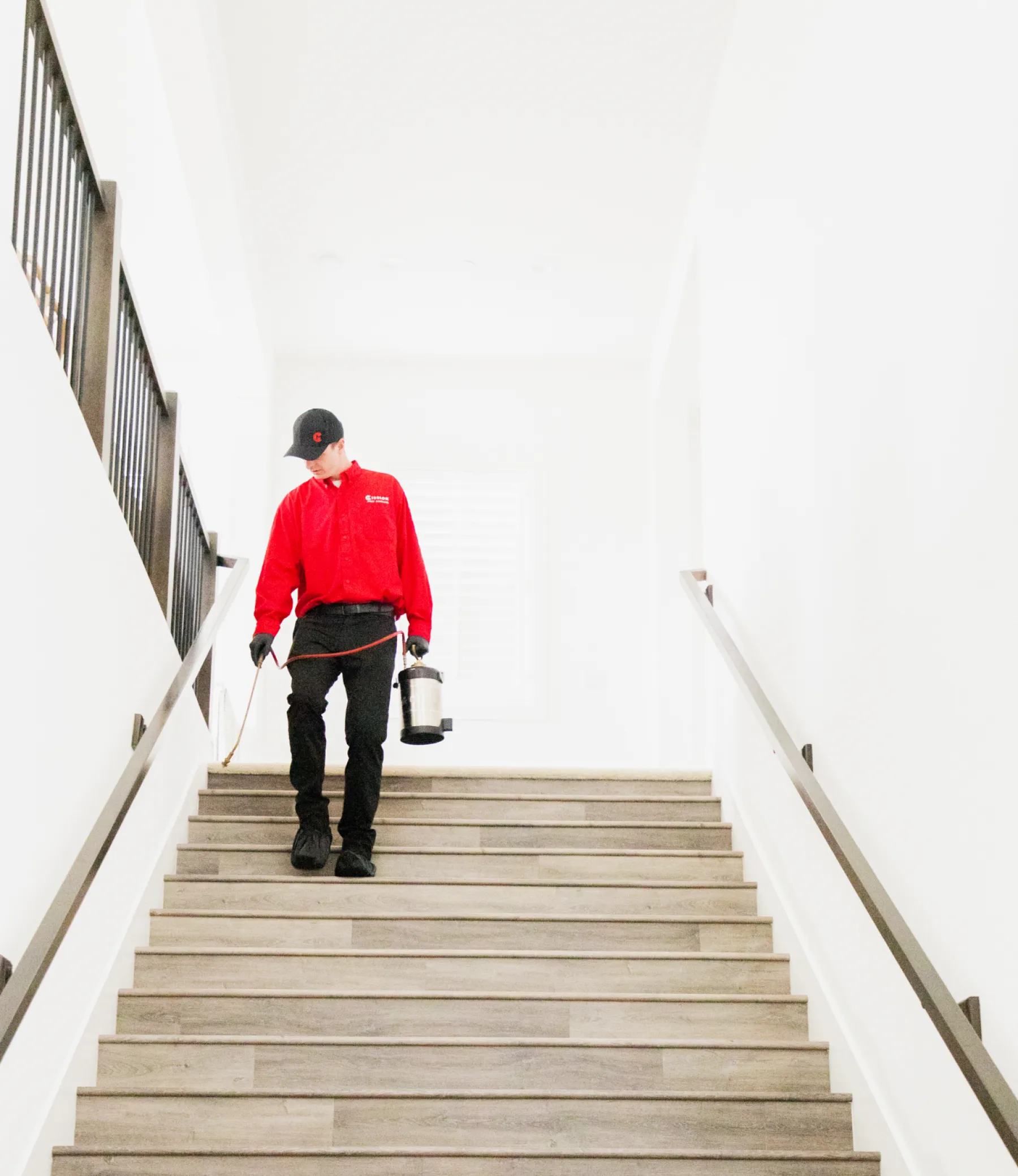 Ants | Mission Pest Control