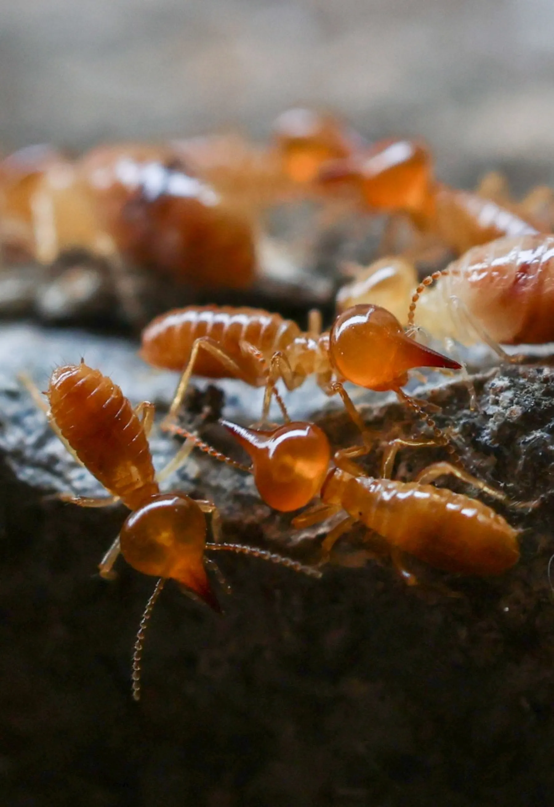 Termites | Mission Pest Control