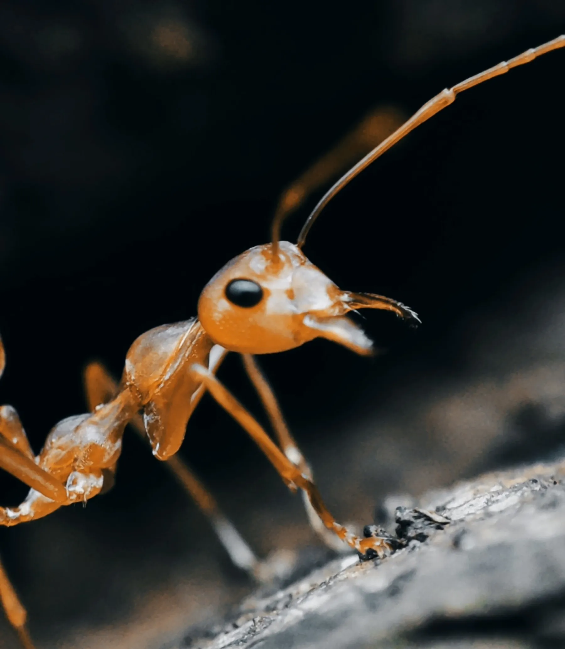 Ants | Mission Pest Control
