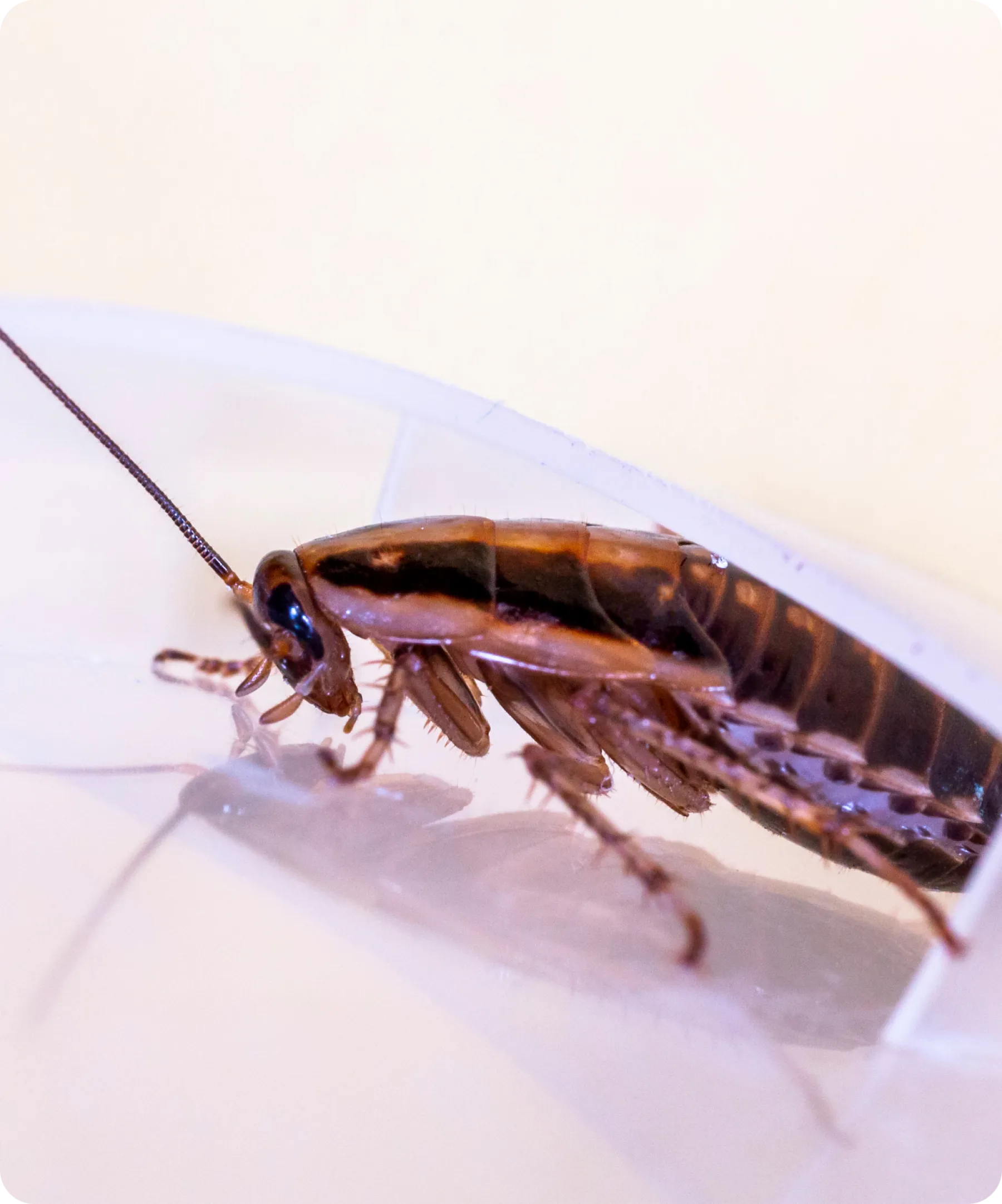 German Roach | RIDD Pest Control