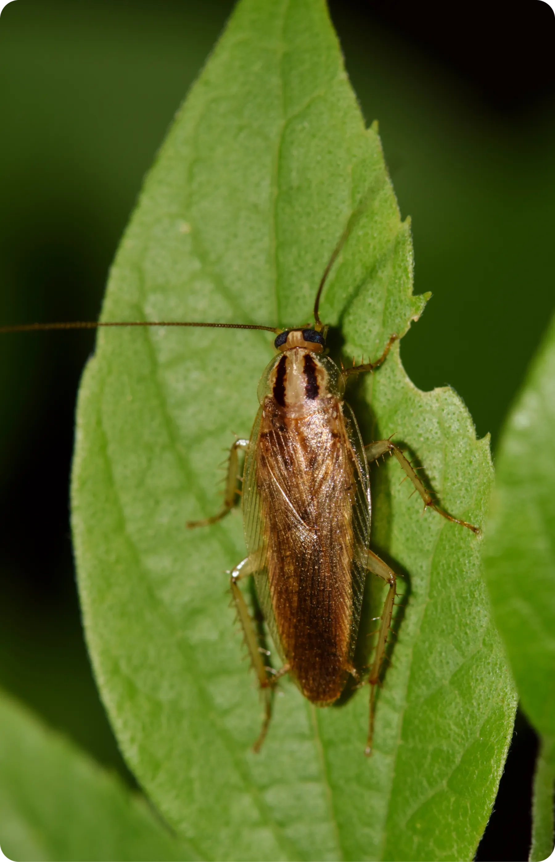German Roach | RIDD Pest Control