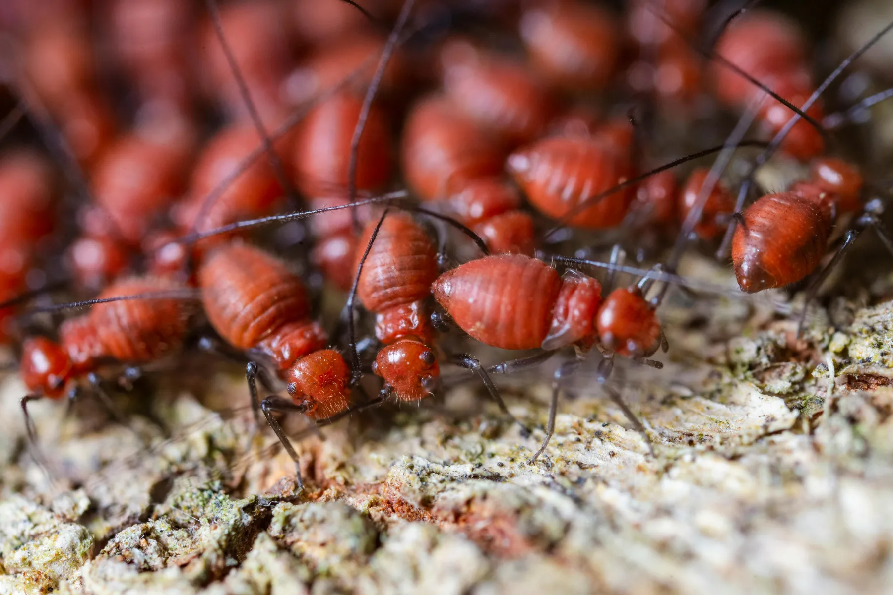 Termite Prevention | RIDD Pest Control