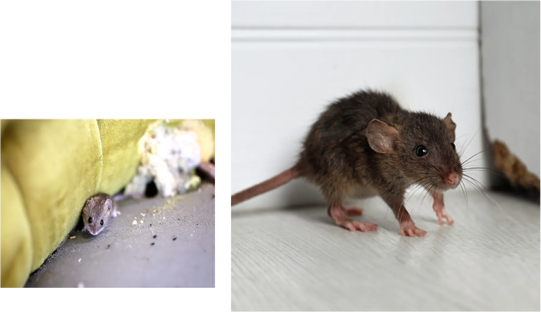 Expert Rodent Control Seattle | Rodent Guard