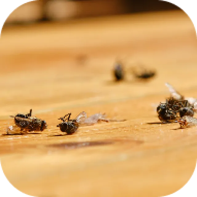 All Services | Prime Pest & Lawn