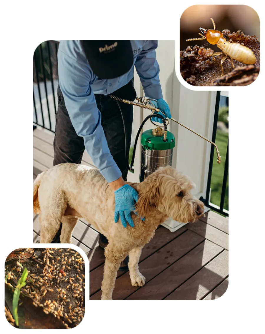 Termite Exterminator in Lehi | Prime Pest & Lawn