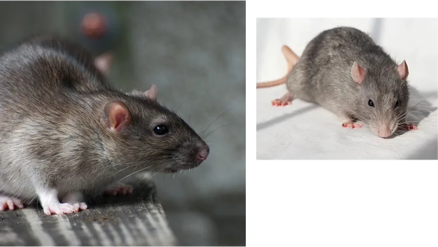 Expert Rodent Control Seattle | Rodent Guard