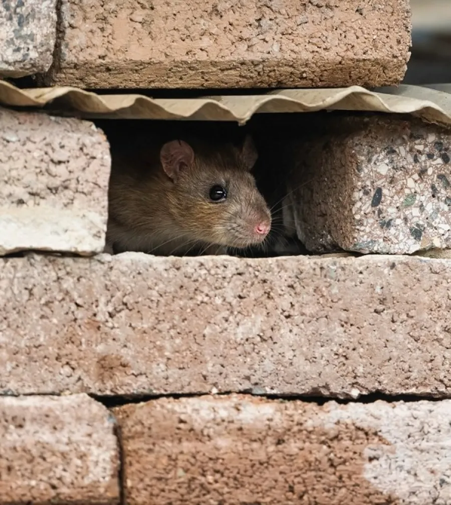 Rodent Control Federal Way | Rodent Guard